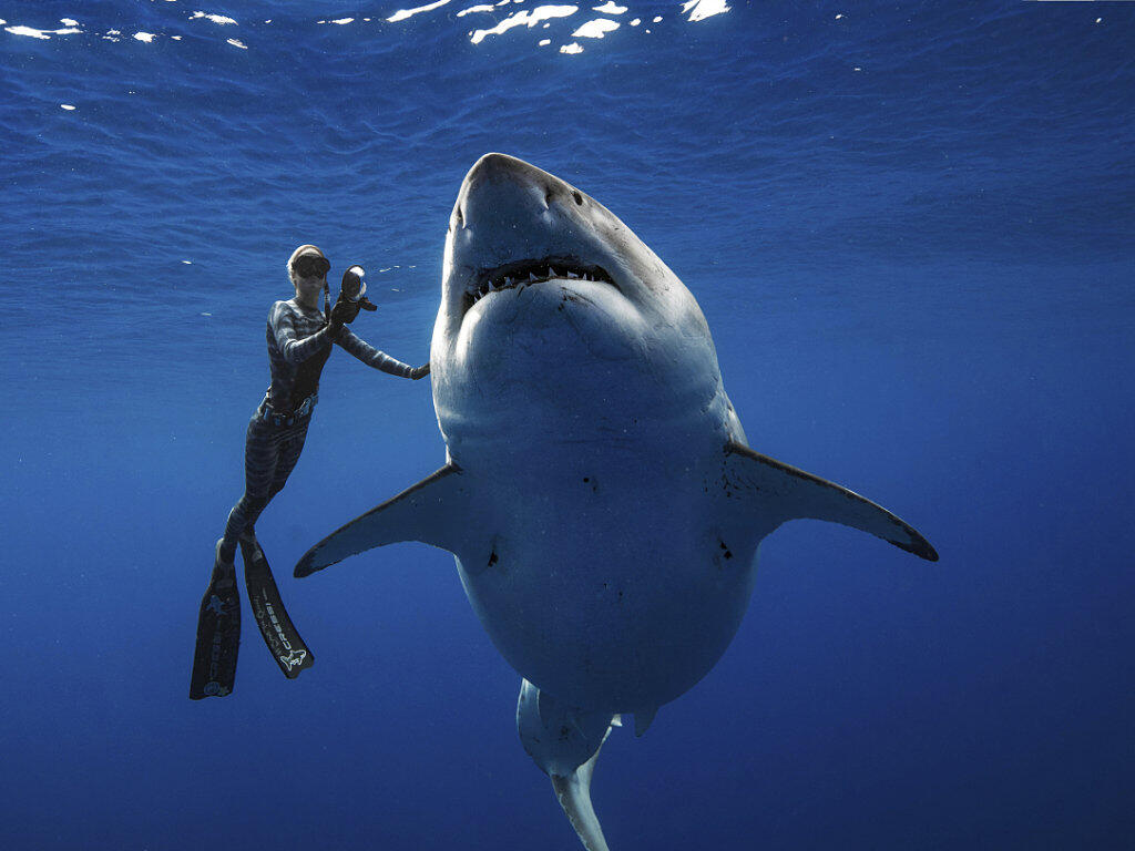 Riesiges Hai-Weibchen schwimmt mit Tauchern | International | Bote der ...