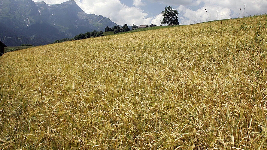 2020 wurde im Kanton Schwyz ein Pilotprojekt zum Anbau einheimischer ...