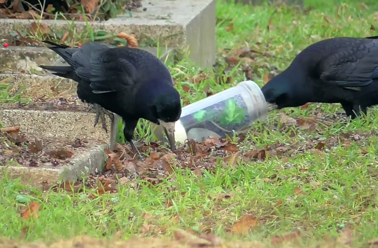 Krähen zerstören Kerzen und Gräber auf dem Friedhof Friedental