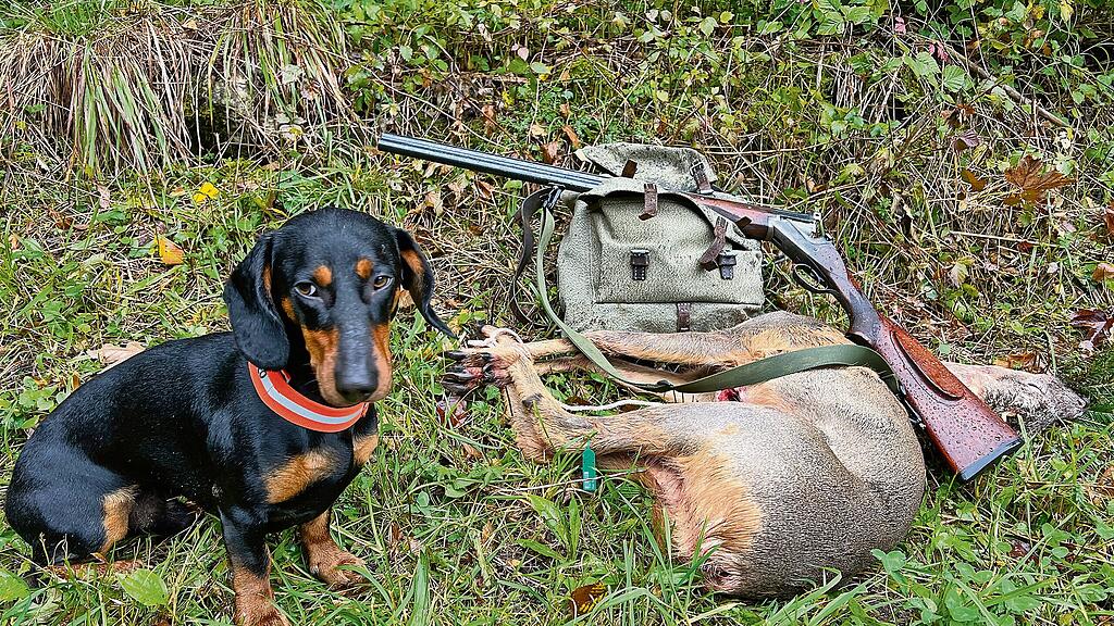 Bild von der traditionellen Schwyzer Niederjagd mit Hund (Deutscher ...