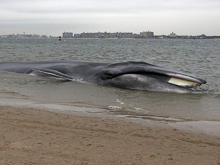 Experten sprechen von einem Finnwal