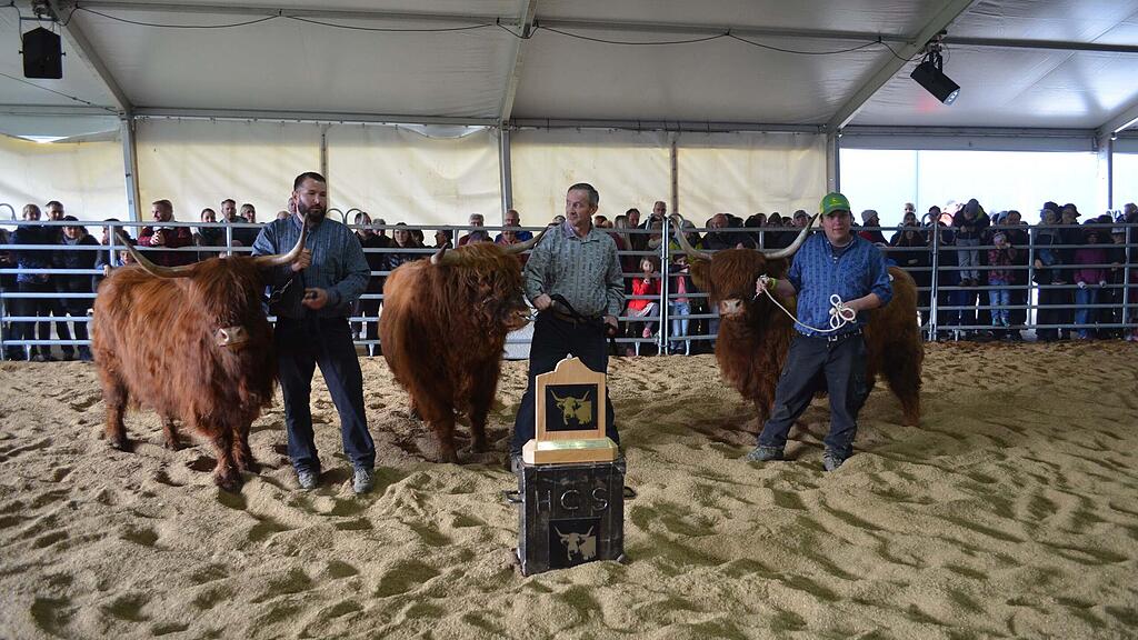 Kuh Hanna, Stier Lenny und Kuh Mailine am Betriebscup in Alpnach. In ...