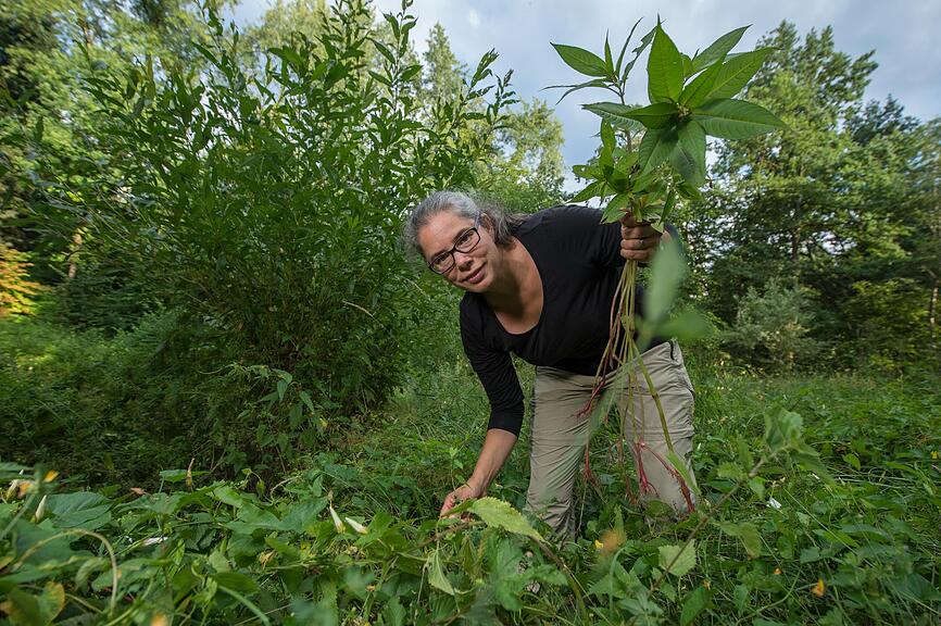 Eine Luzernerin kämpft in ihrer Freizeit gegen pflanzliche «Neuankömmlinge»