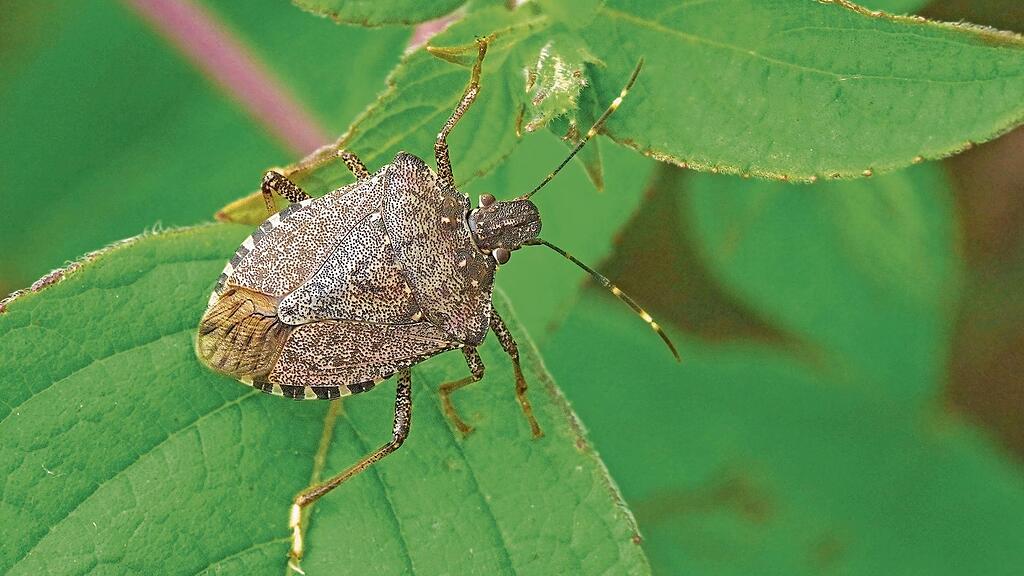 Unangenehmer Zeitgenosse: Die Marmorierte Baumwanze, auch chinesischer ...