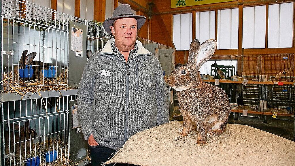 OKP Edi Raschle präsentiert sein eigenes Tier, einen Belgischen Riesen.