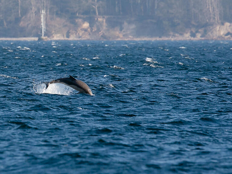 Delfin nach 17 Jahren ausgewildert