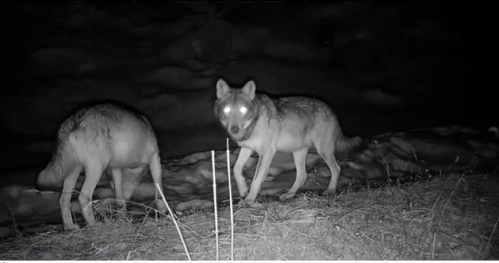 Wolf: Erstes Rudel im Kanton Obwalden nachgewiesen