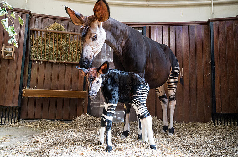 Okapi-Geburt im Zoo Basel