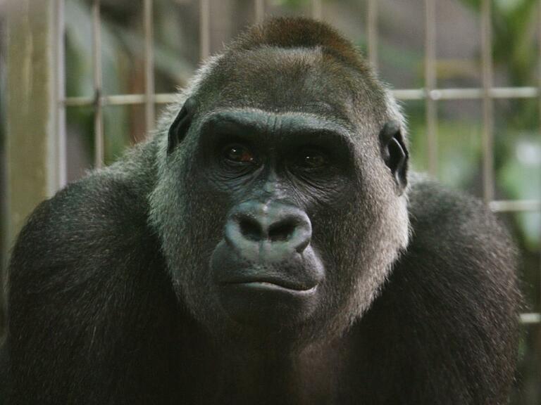 Gorilla-Dame Mamitu im Zürcher Zoo gestorben