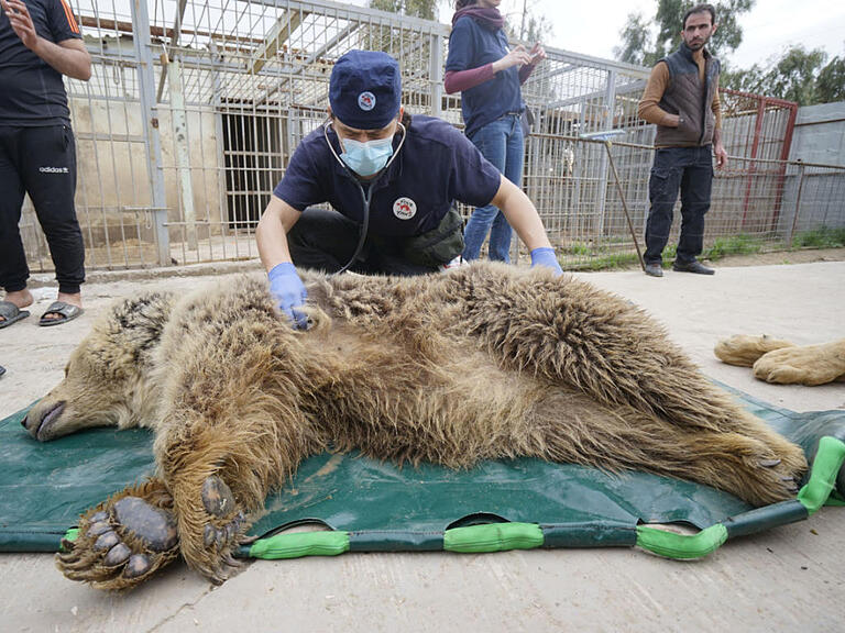 Tiere aus Zoo Mossul in Sicherheit
