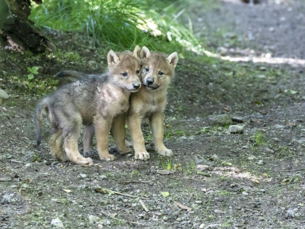 Junge Wölfe im Zürcher Zoo | Schweiz | Bote der Urschweiz