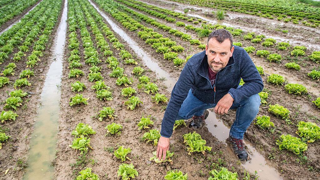 Seine Salate haben viel zu nass: Gemüsegärtner David Bigler auf dem Feld.