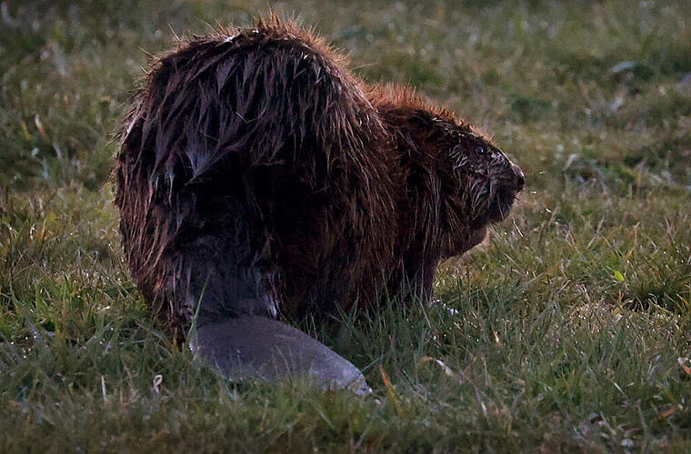 Kanada: Biber knabbern Glasfaserkabel an