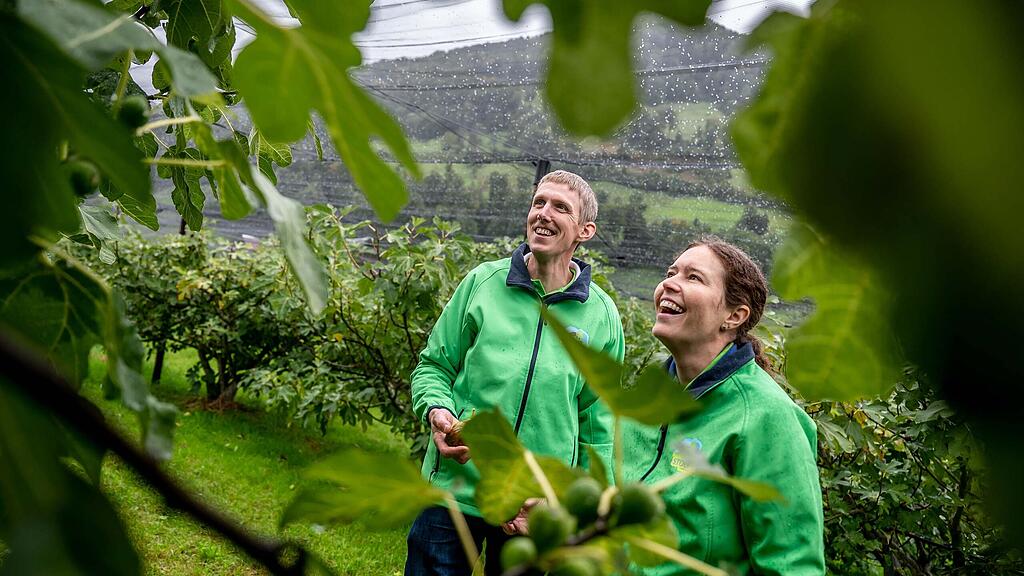 Stephan und Andrea Stocker in ihrer Feigenanlage in Greppen.