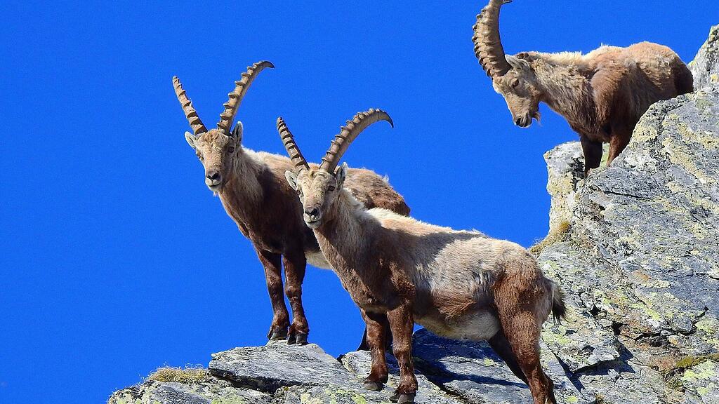 Steinböcke im Gotthardgebiet.