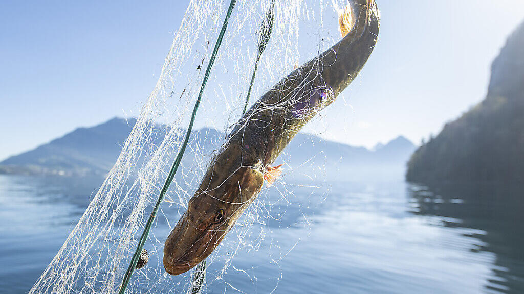 Die Fischereikommission erschwert den Fang von grossen Fischen im Vierwaldstättersee und ...