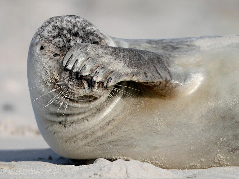 131 tote Robben am Kaspischen Meer