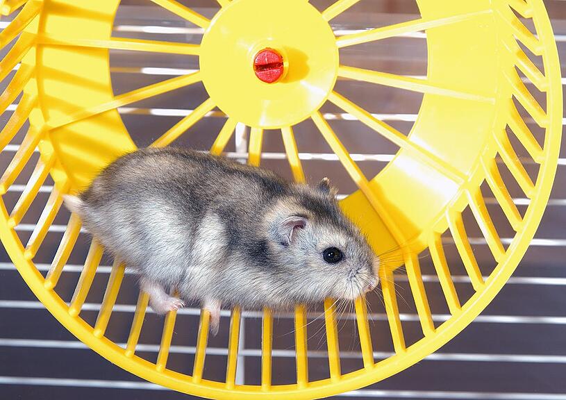 Ab ins Hamsterrad