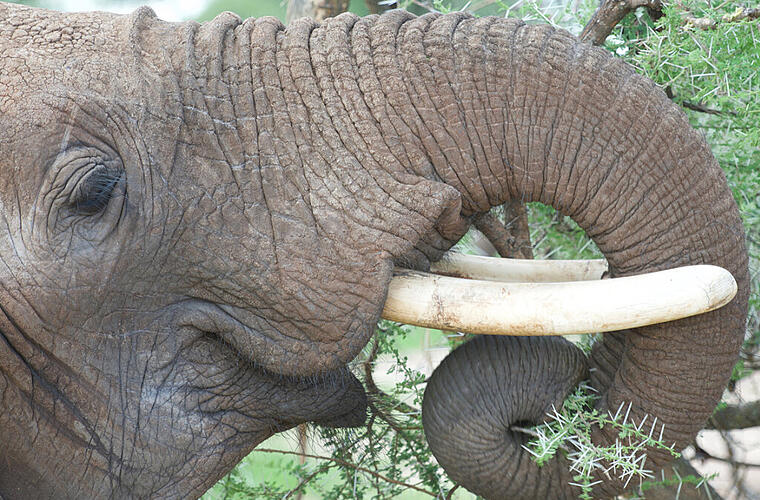 Wie gewieft Elefanten ihren Rüssel nutzen