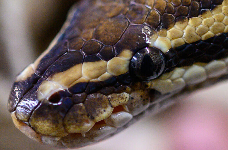 Japan: Python auf der Flucht