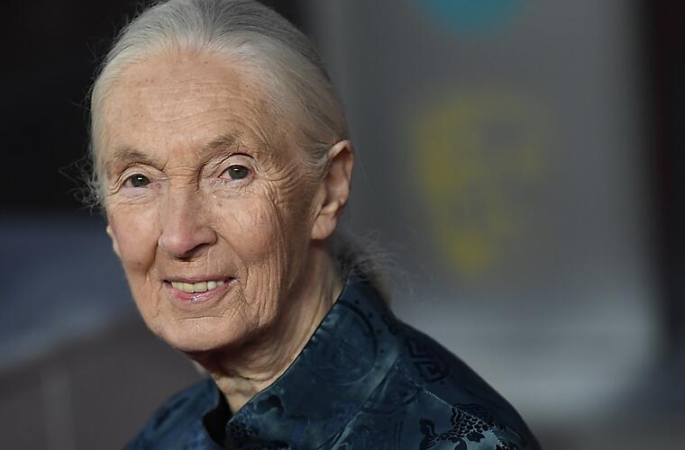 Uni Zürich: Jane Goodall wird Ehrendoktorin